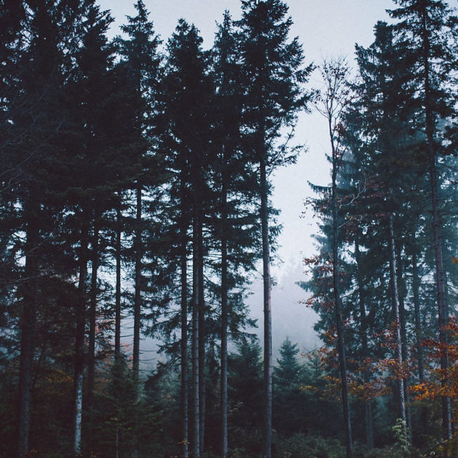 Wachsen - weitsein.com